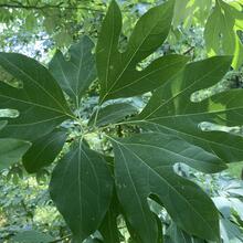 Plant Communities | CMP Tree Selection Tool